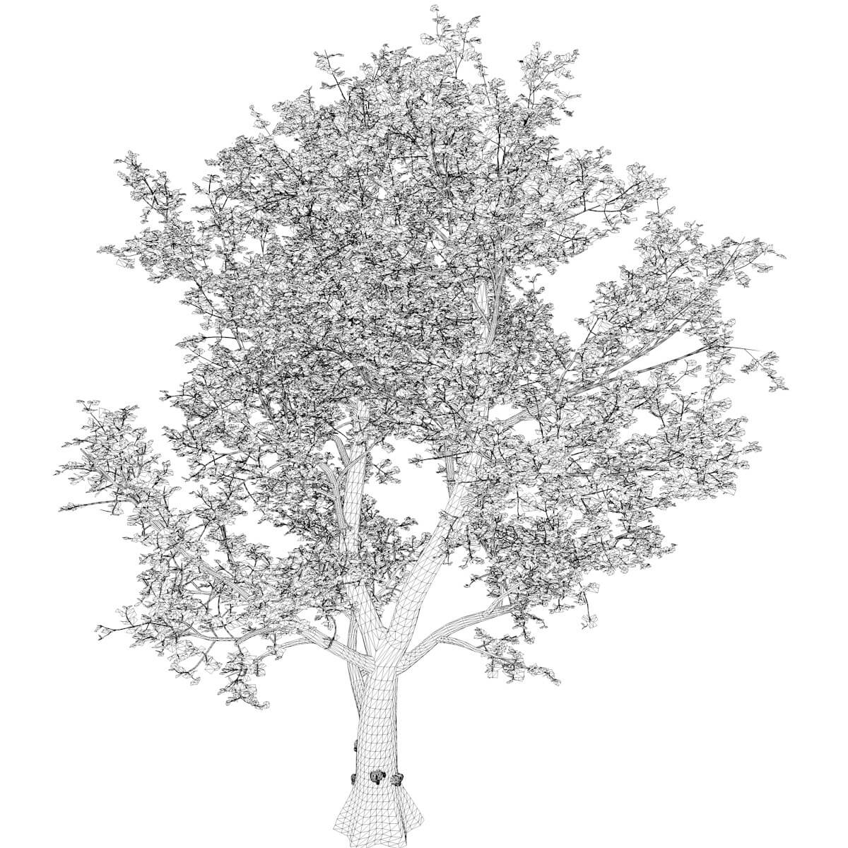 London Plane Tree #01 - 3D Model by AntonioKowatsch