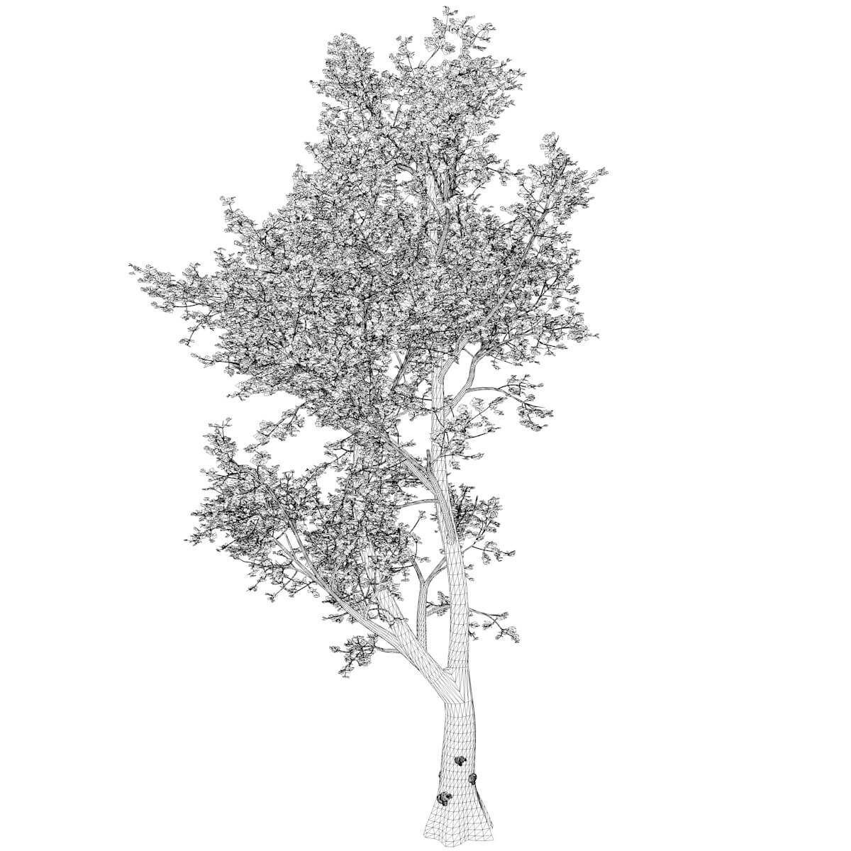 London Plane Tree #03 - 3D Model by AntonioKowatsch