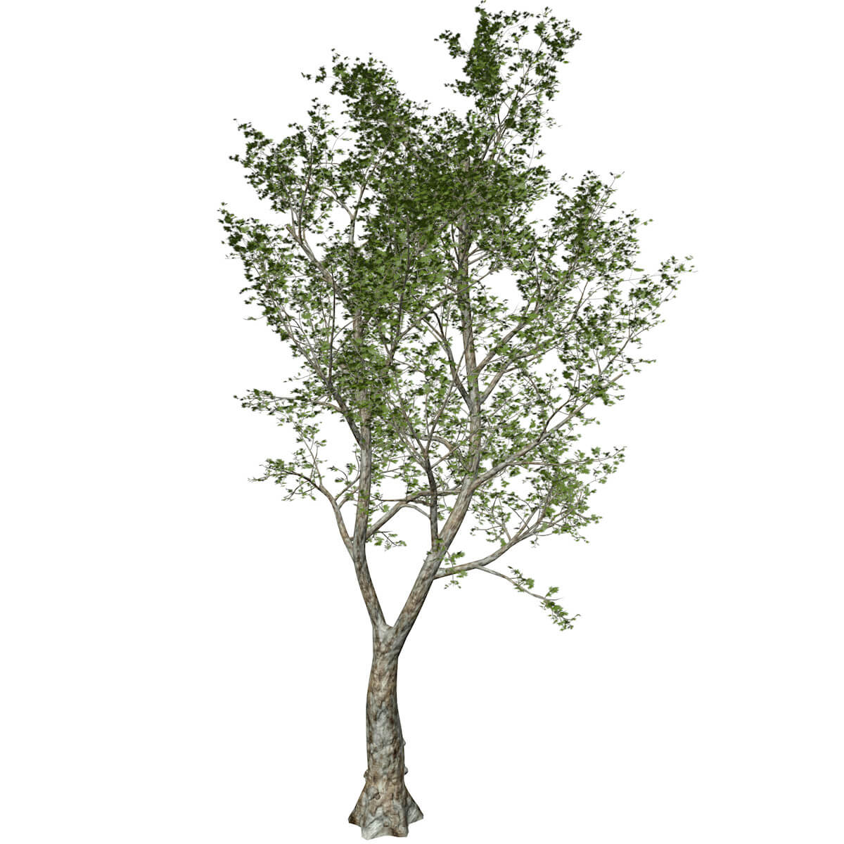 London Plane Tree #04 - 3D Model by AntonioKowatsch