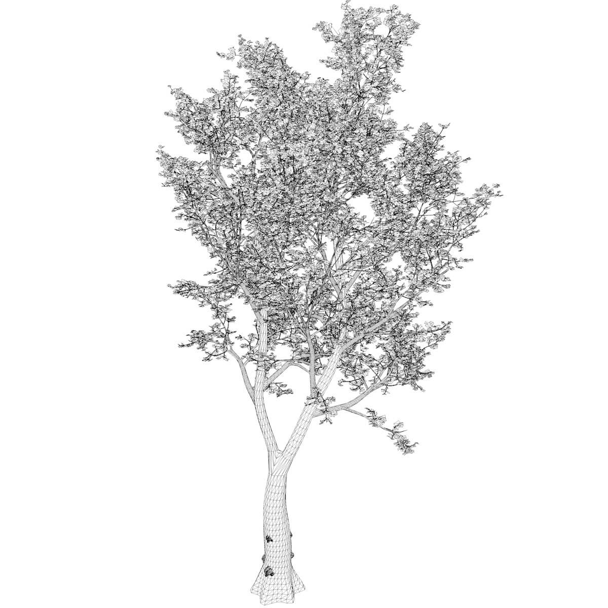 London Plane Tree #04 - 3D Model by AntonioKowatsch