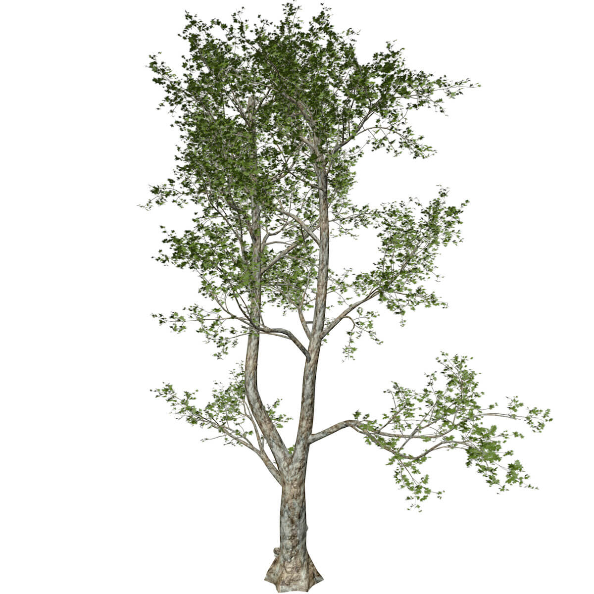 London Plane Tree #05 - 3D Model by AntonioKowatsch