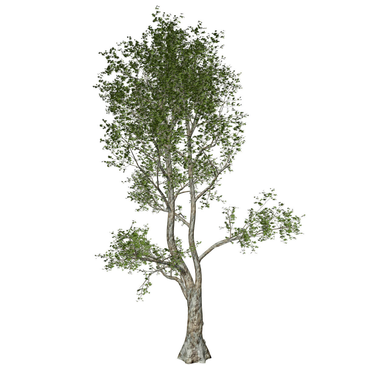 London Plane Tree Collection by AntonioKowatsch