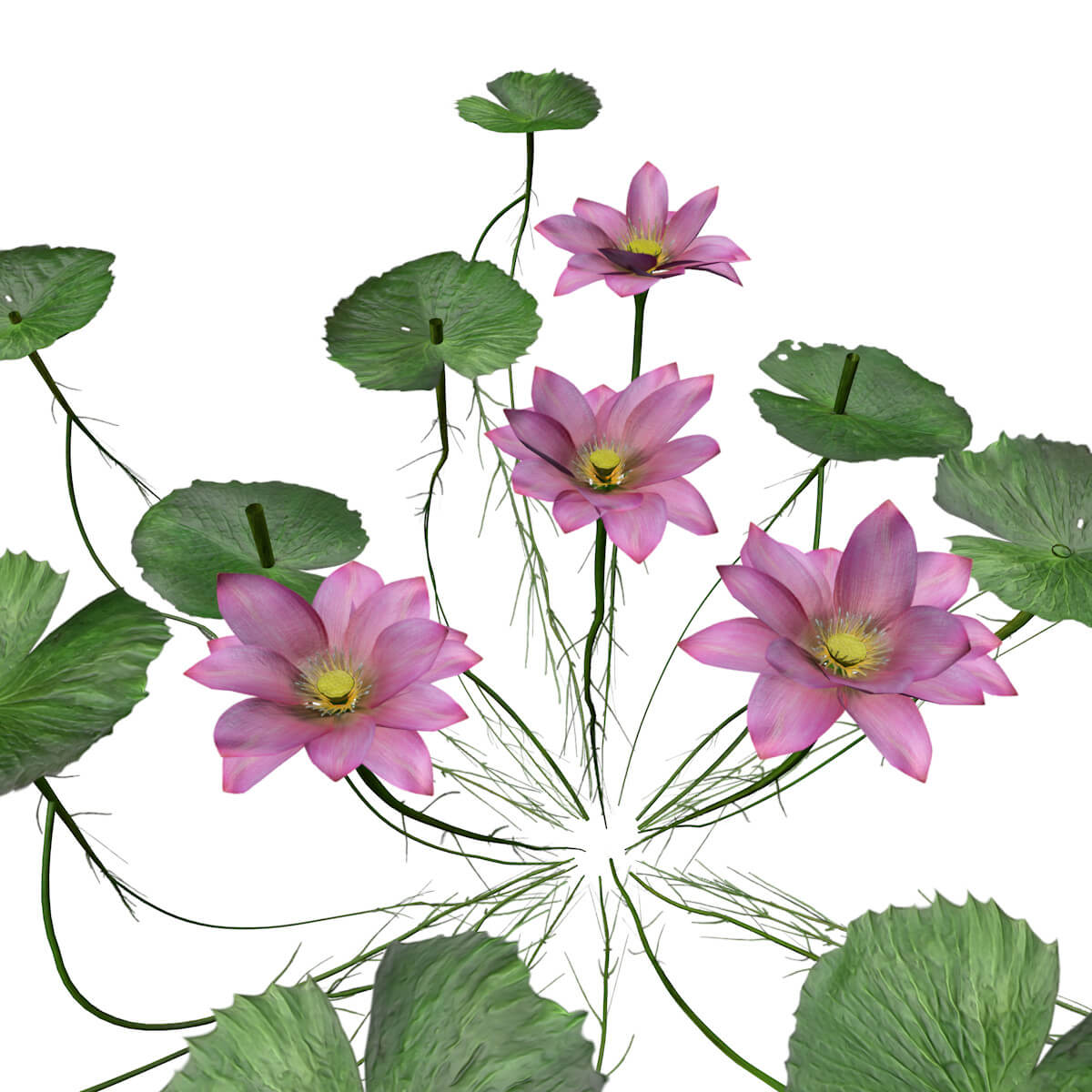 Lotus Flower #01 - 3D Model by AntonioKowatsch