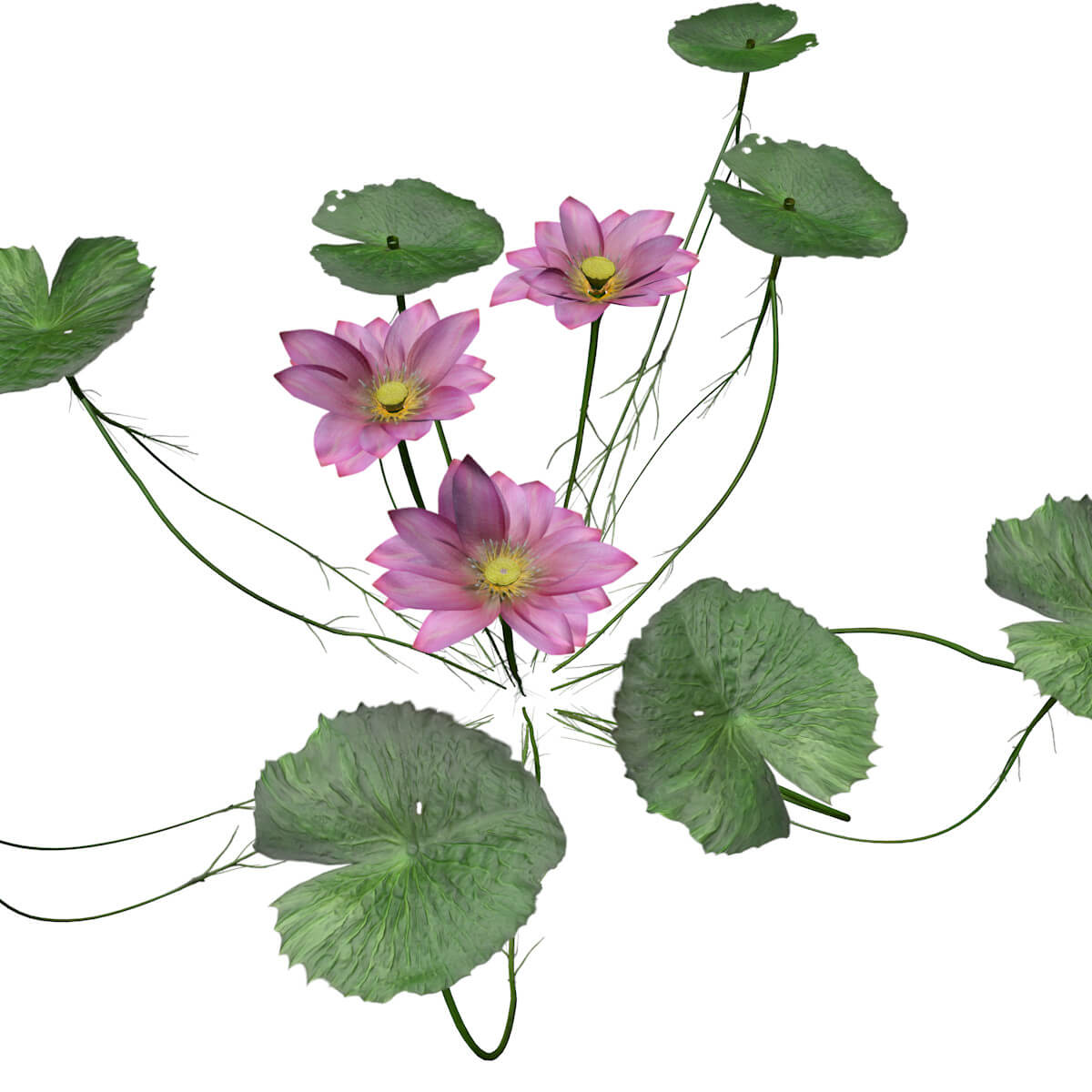 Lotus Flower Collection by AntonioKowatsch