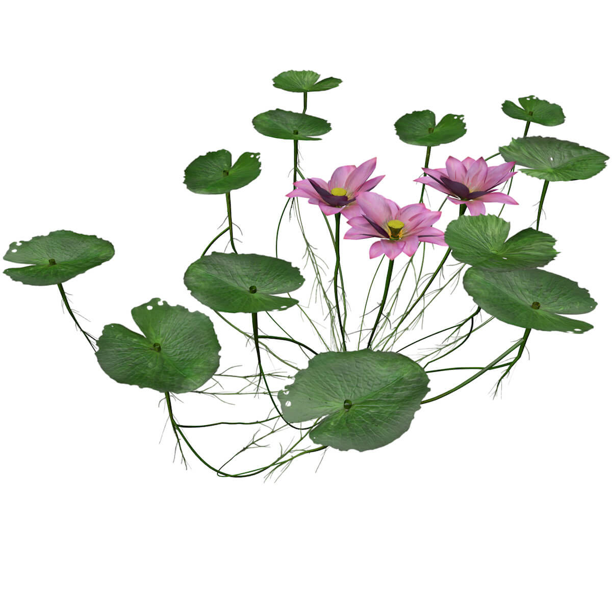 Lotus Flower #05 - 3D Model by AntonioKowatsch