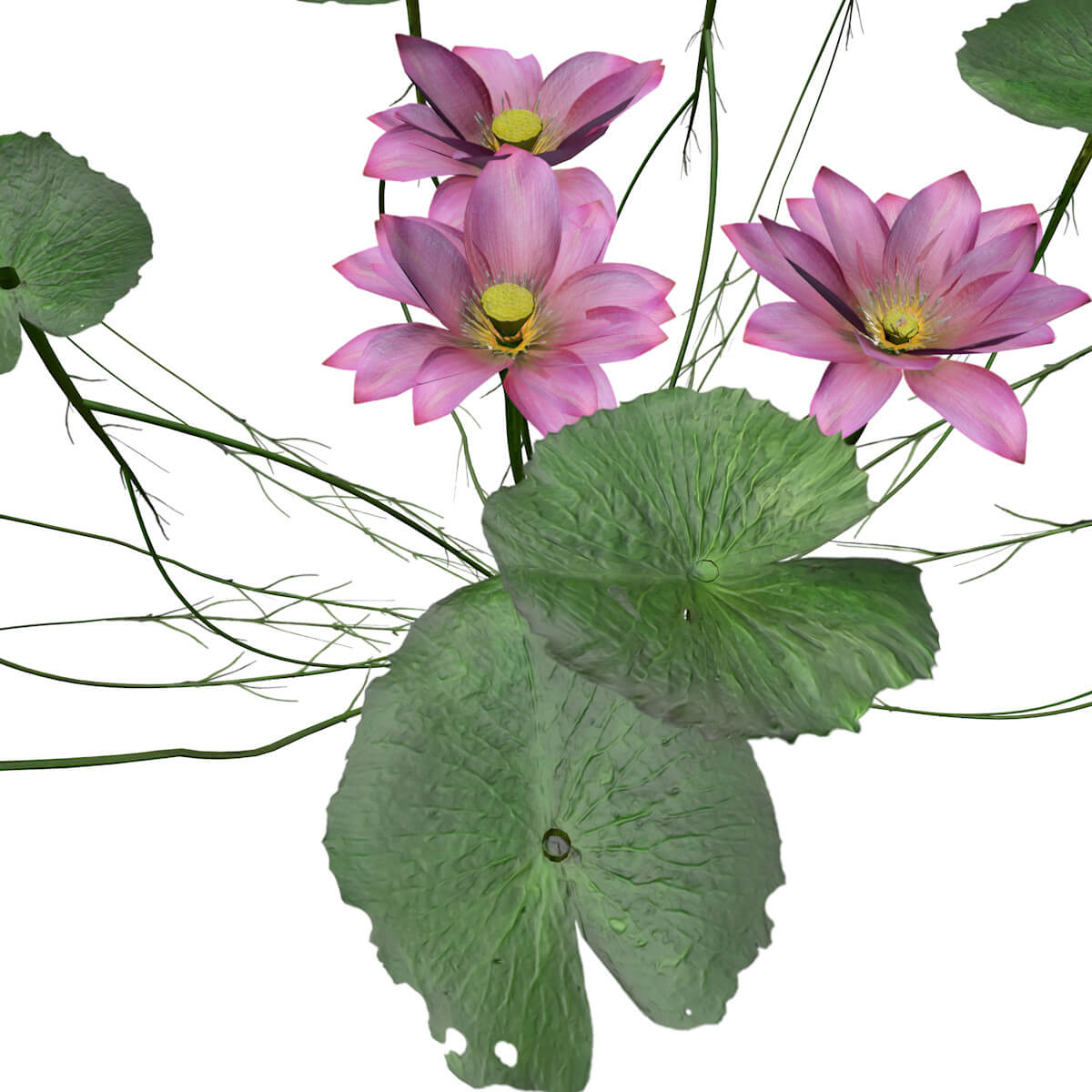 Lotus Flower #05 - 3D Model by AntonioKowatsch