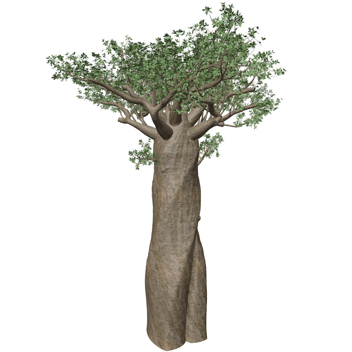 Madagascan Baobab Tree #01 - 3D Model by AntonioKowatsch