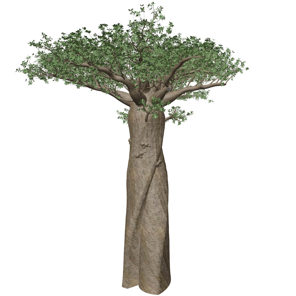 Madagascan Baobab Tree Collection by AntonioKowatsch