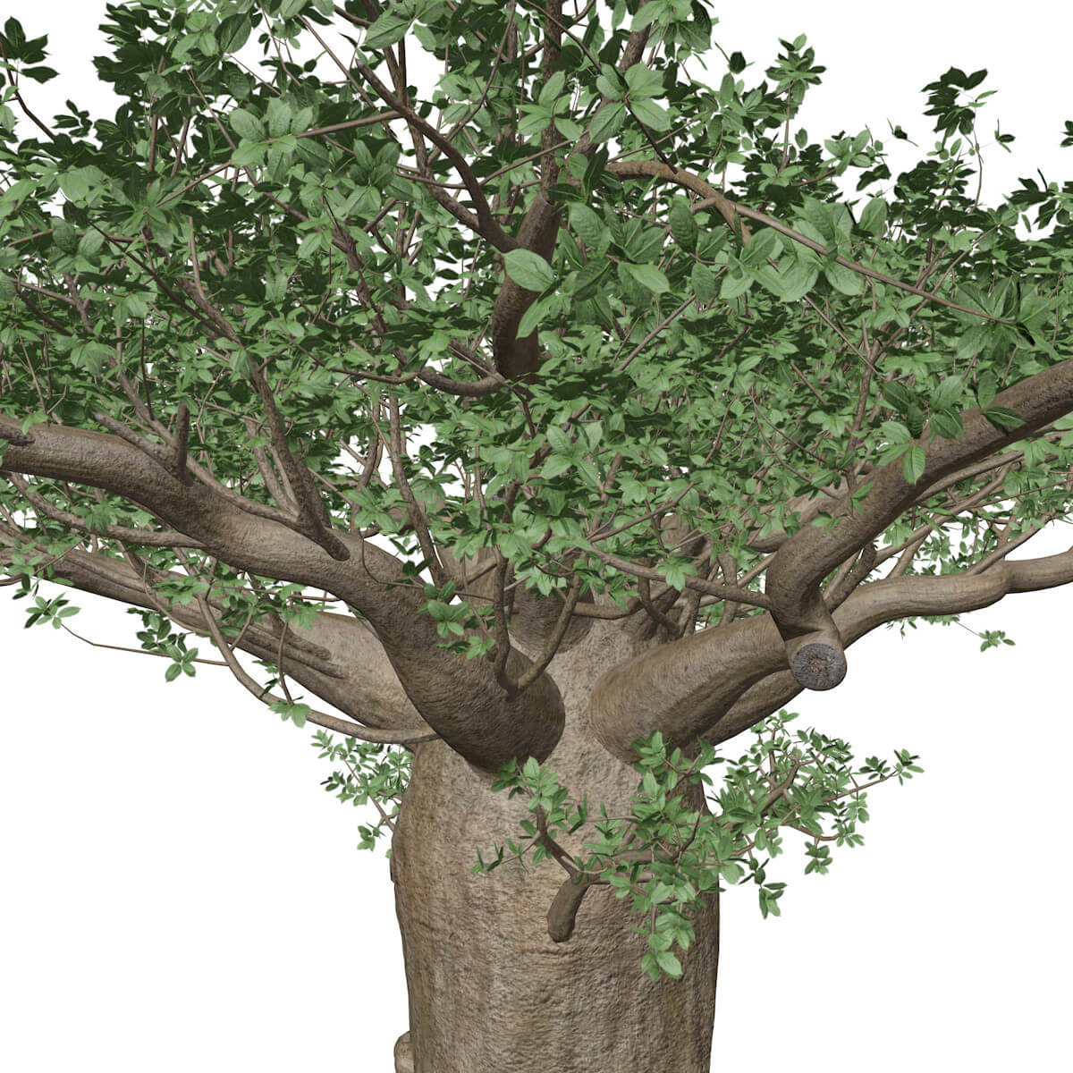 Madagascan Baobab Tree Collection by AntonioKowatsch