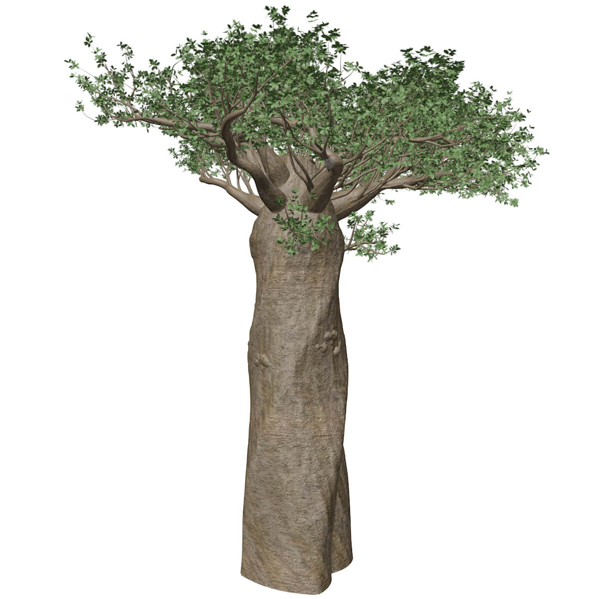 Madagascan Baobab Tree Collection by AntonioKowatsch