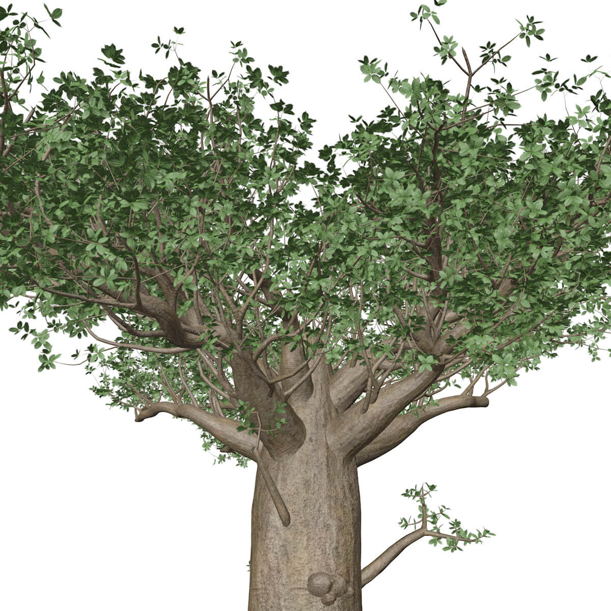 Madagascan Baobab Tree Collection by AntonioKowatsch