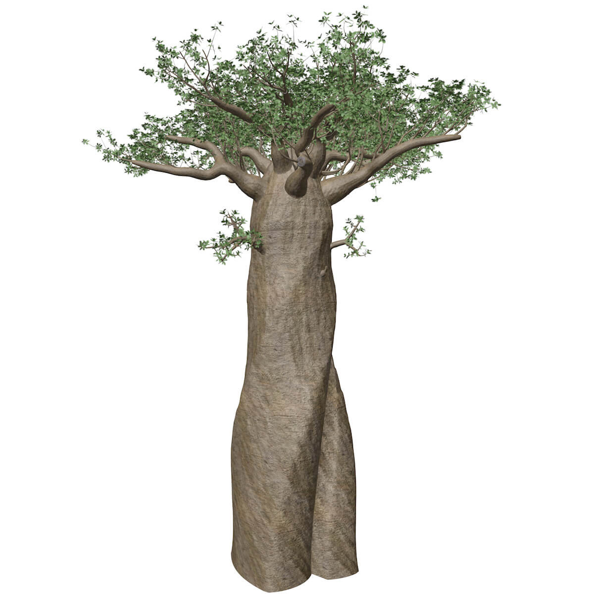 Madagascan Baobab Tree Collection by AntonioKowatsch