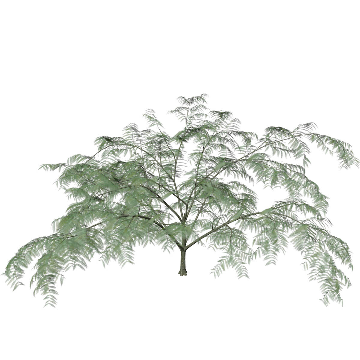 Mimosa Tree #01 - 3D Model by AntonioKowatsch