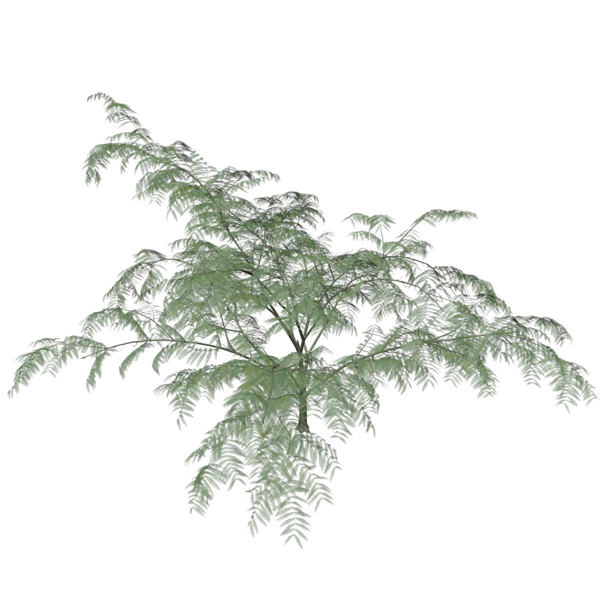 Mimosa Tree #02 - 3D Model by AntonioKowatsch