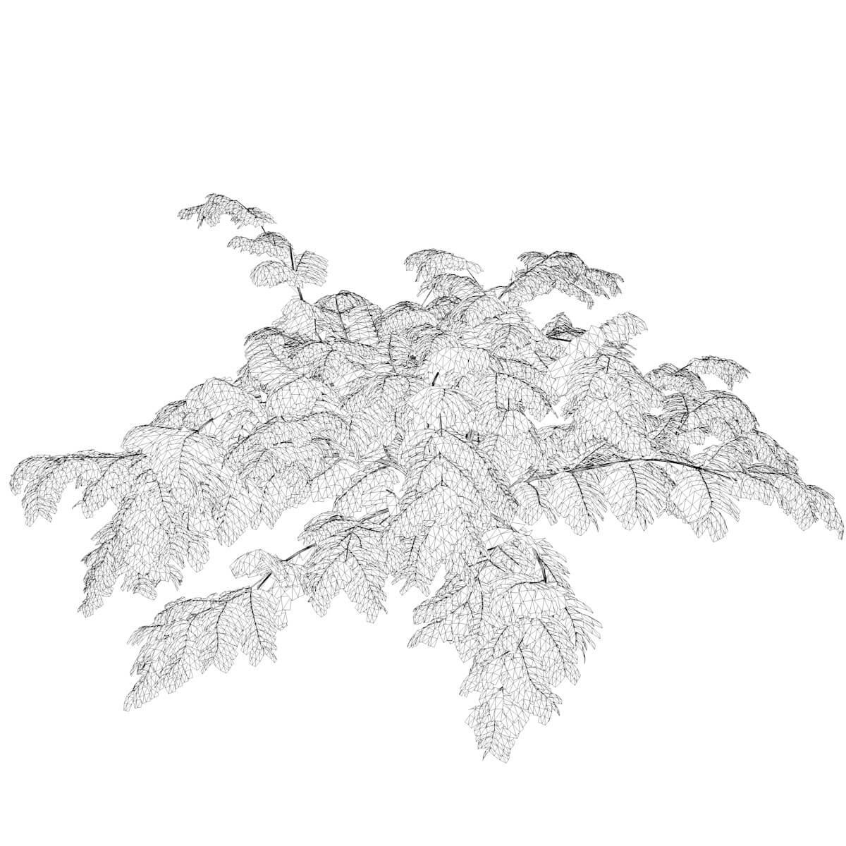 Mimosa Tree Collection by AntonioKowatsch