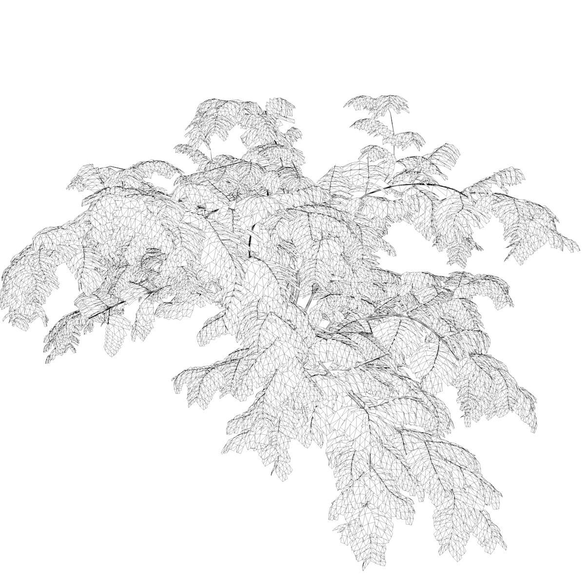 Mimosa Tree #04 - 3D Model by AntonioKowatsch