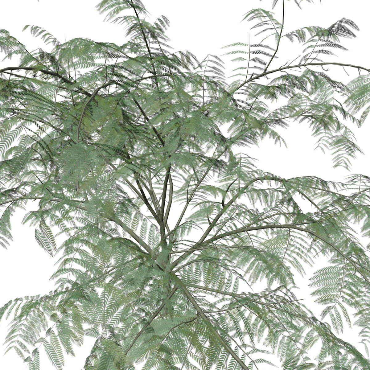 Mimosa Tree #04 - 3D Model by AntonioKowatsch