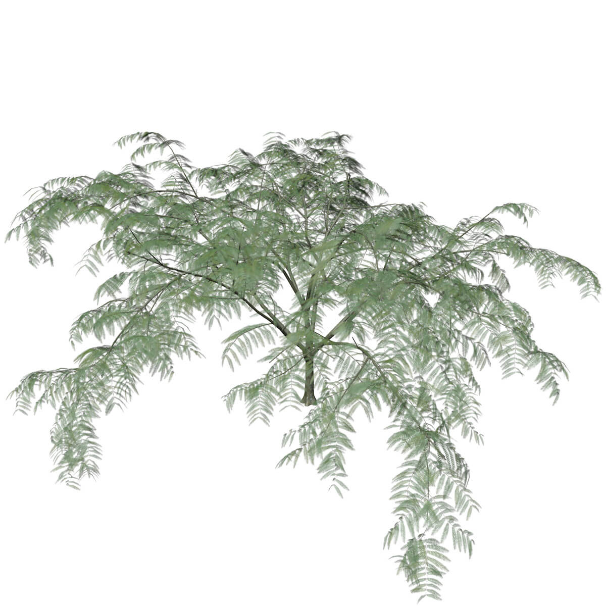 Mimosa Tree #05 - 3D Model by AntonioKowatsch