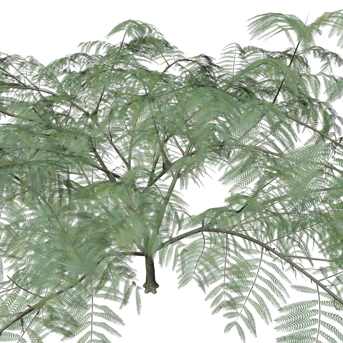 Mimosa Tree #06 - 3D Model by AntonioKowatsch