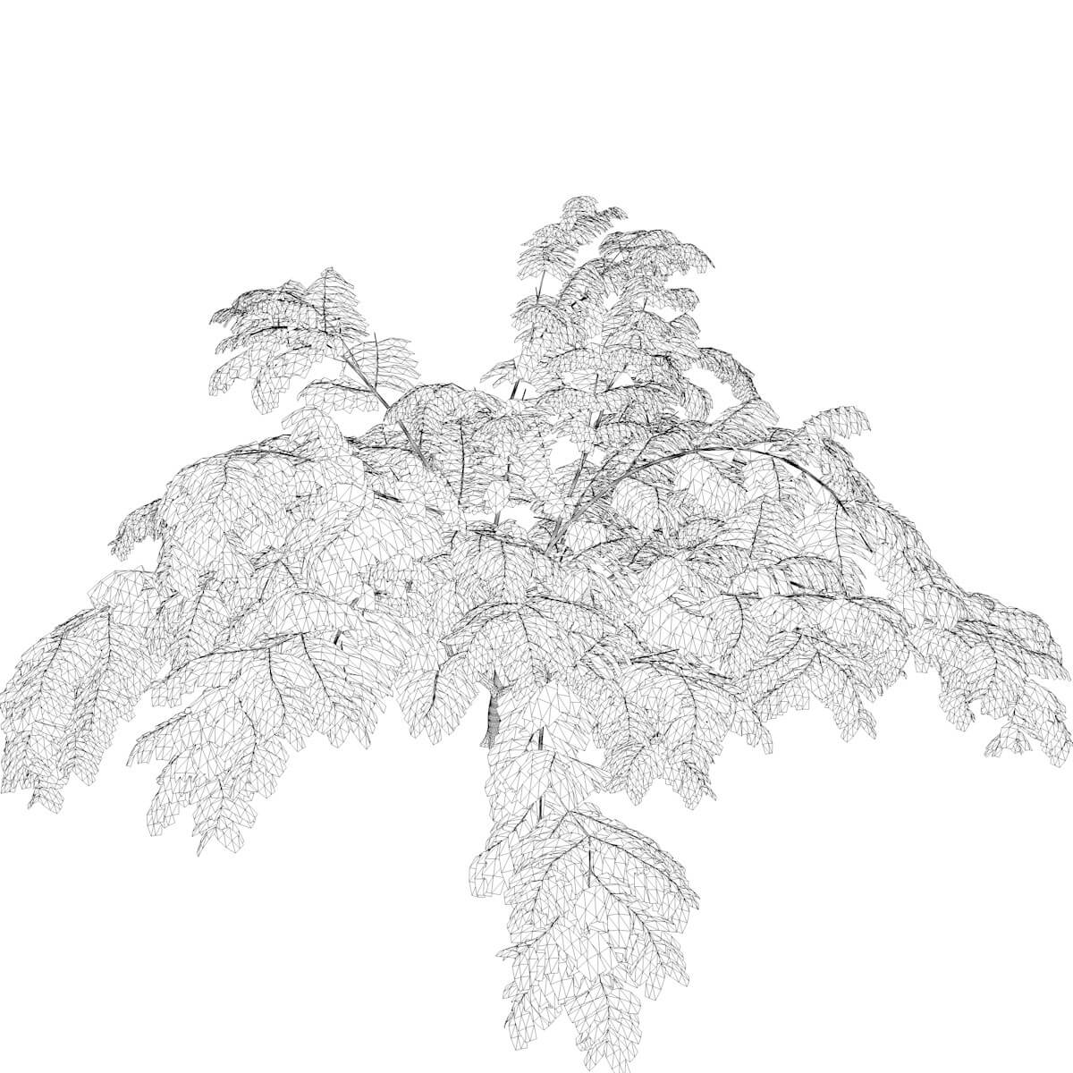 Mimosa Tree #07 - 3D Model by AntonioKowatsch