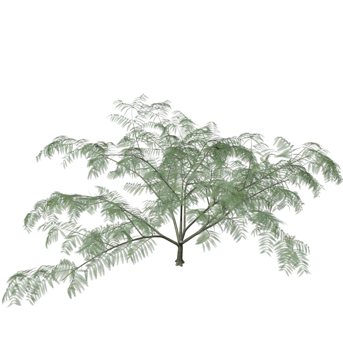 Mimosa Tree #08 - 3D Model by AntonioKowatsch