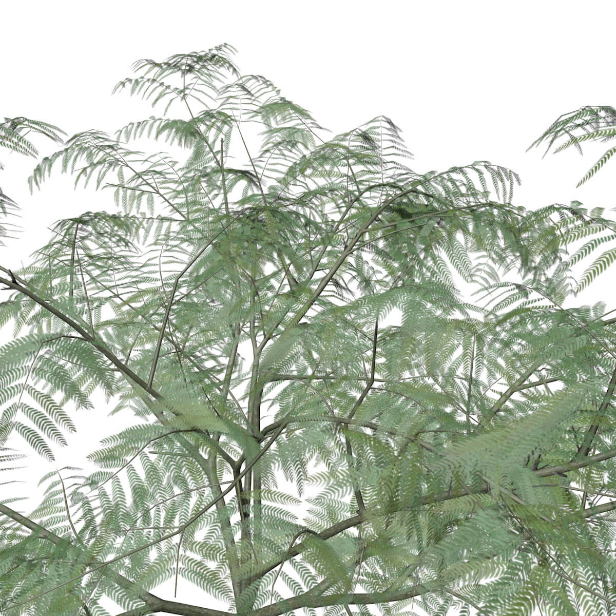 Mimosa Tree Collection by AntonioKowatsch