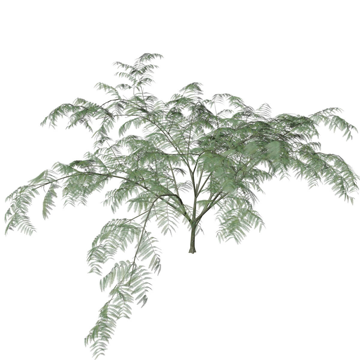 Mimosa Tree #09 - 3D Model by AntonioKowatsch