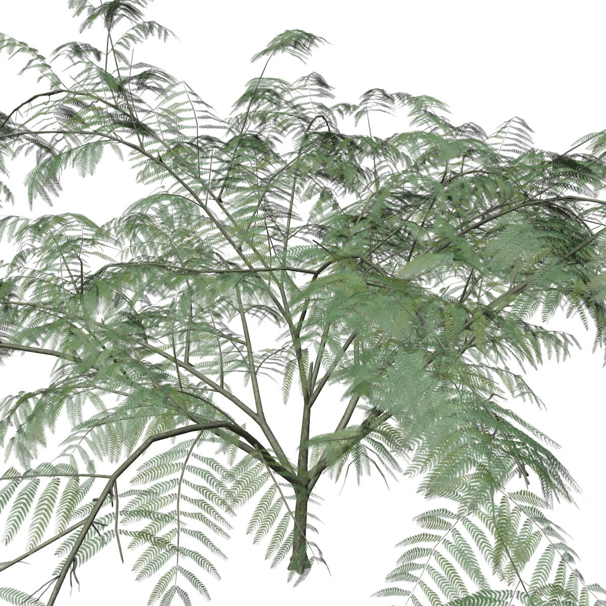 Mimosa Tree #09 - 3D Model by AntonioKowatsch