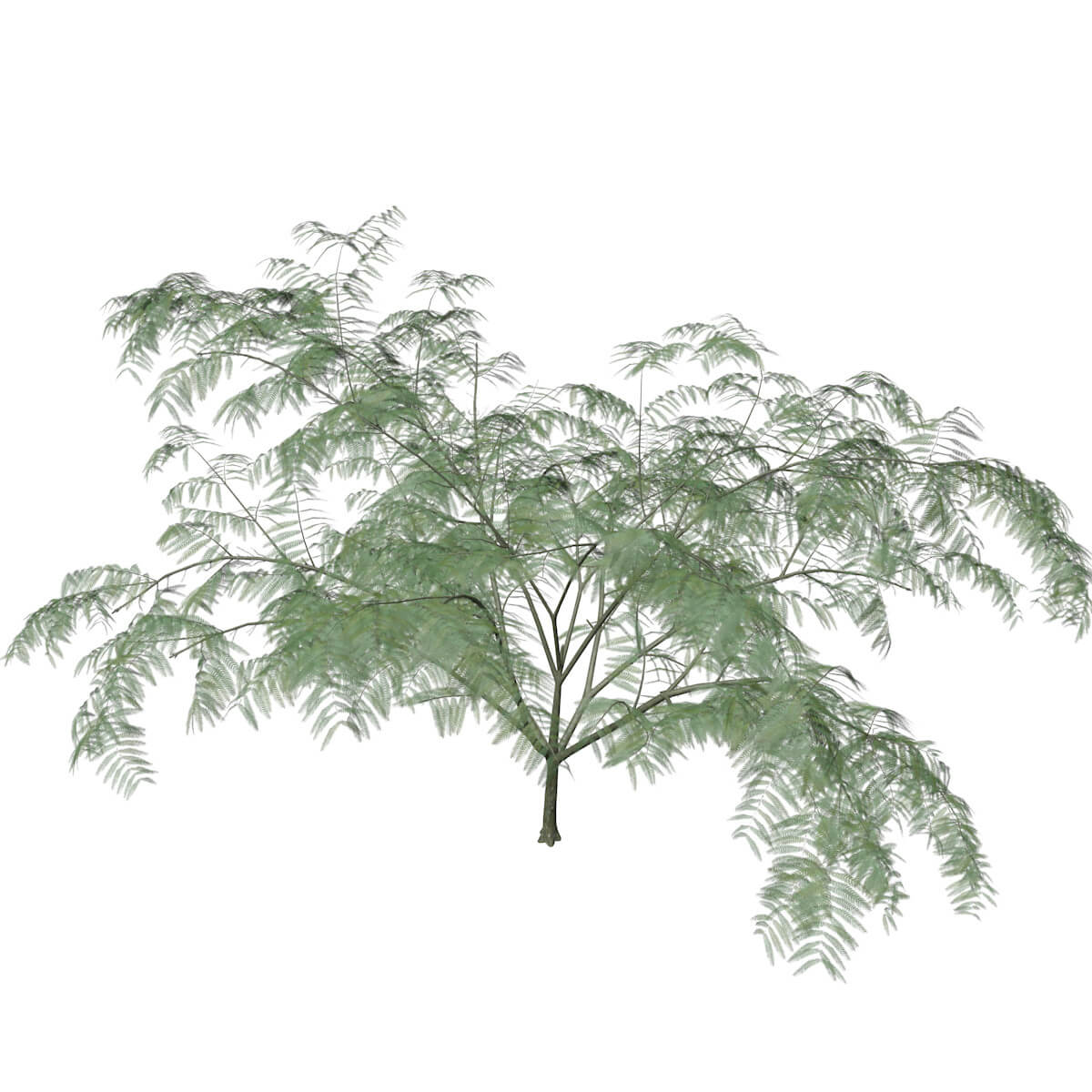 Mimosa Tree Collection by AntonioKowatsch