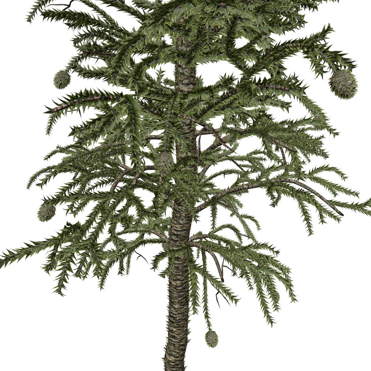 Monkey Puzzle Tree #02 - 3D Model by AntonioKowatsch