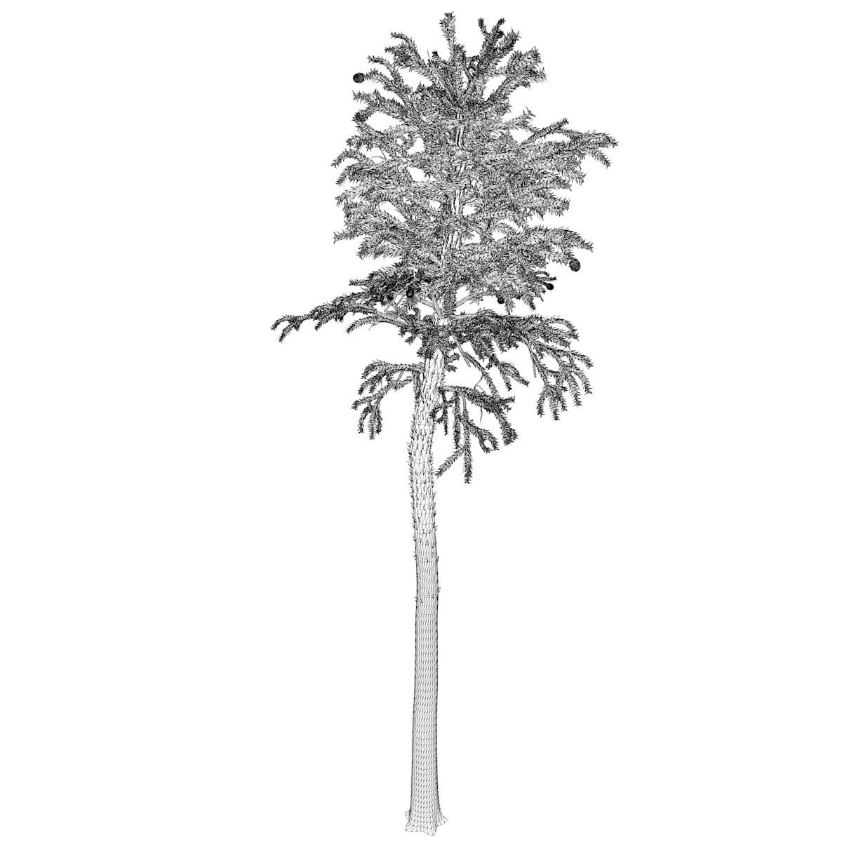 Monkey Puzzle Tree #03 - 3D Model by AntonioKowatsch
