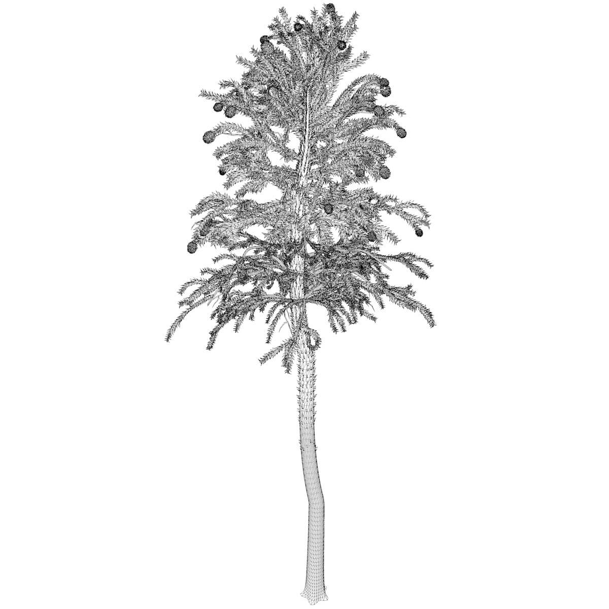 Monkey Puzzle Tree #04 - 3D Model by AntonioKowatsch