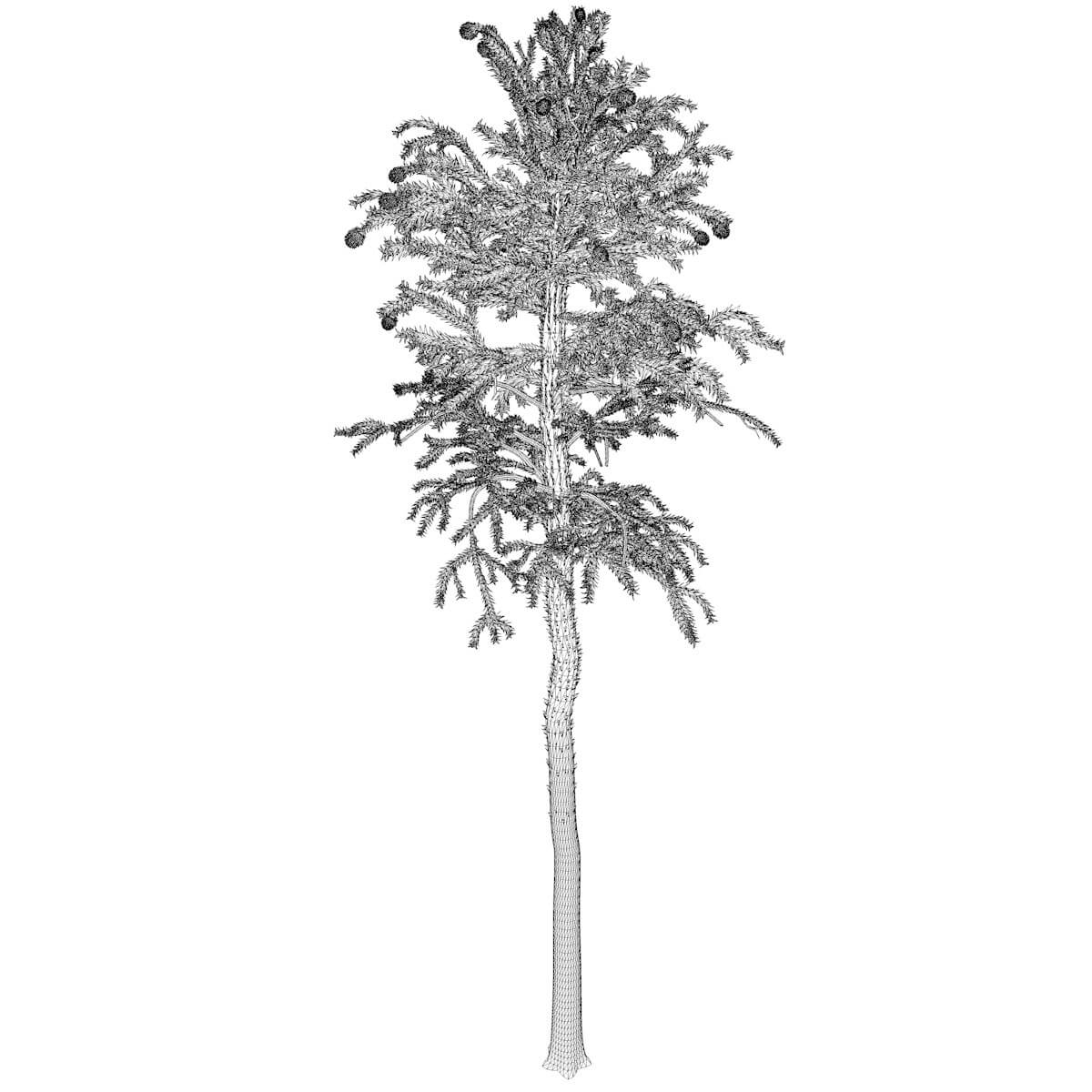 Monkey Puzzle Tree #05 - 3D Model by AntonioKowatsch