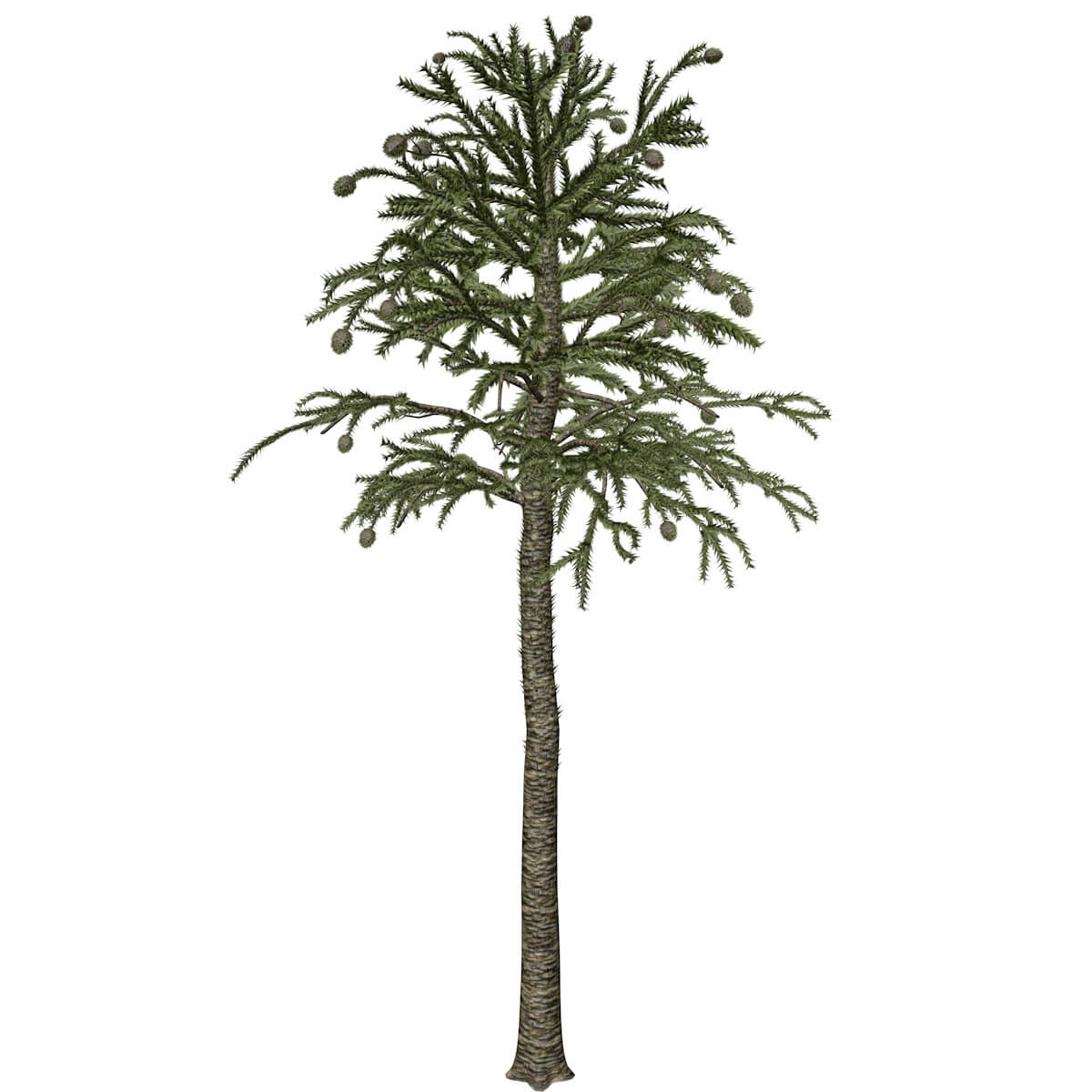 Monkey Puzzle Tree Collection by AntonioKowatsch