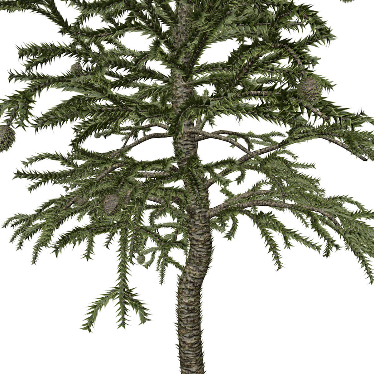 Monkey Puzzle Tree Collection by AntonioKowatsch