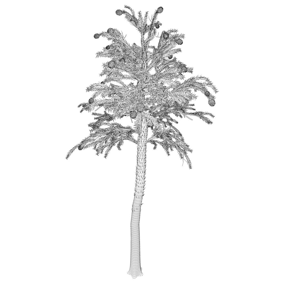 Monkey Puzzle Tree #08 - 3D Model by AntonioKowatsch