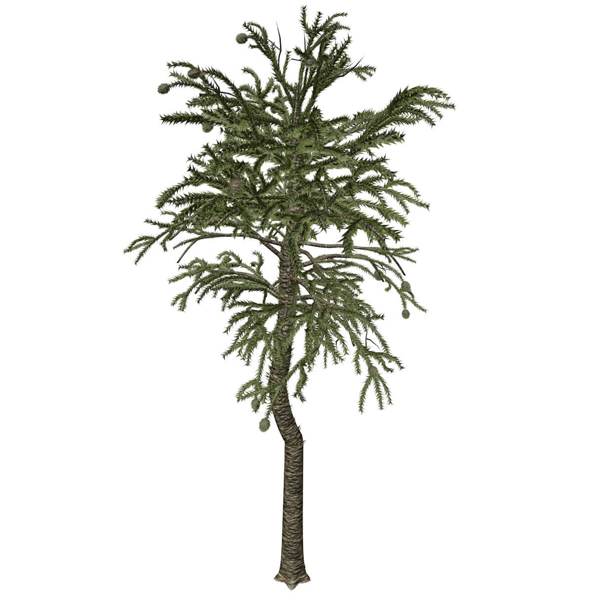 Monkey Puzzle Tree Collection by AntonioKowatsch