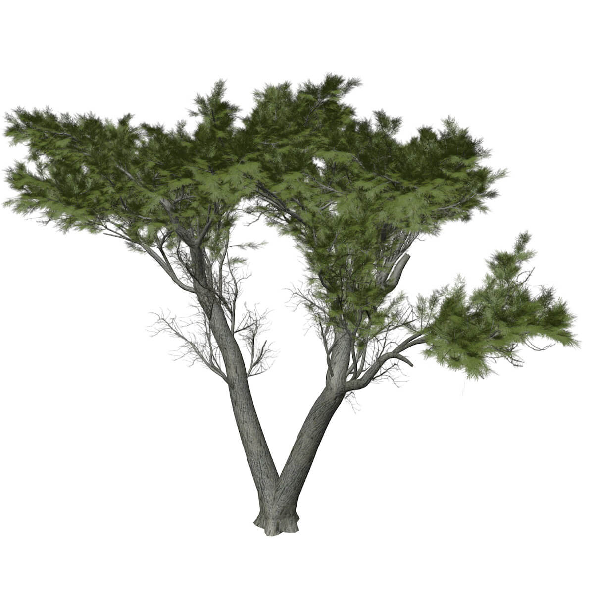 Monterey Cypress Tree #01 - 3D Model by AntonioKowatsch