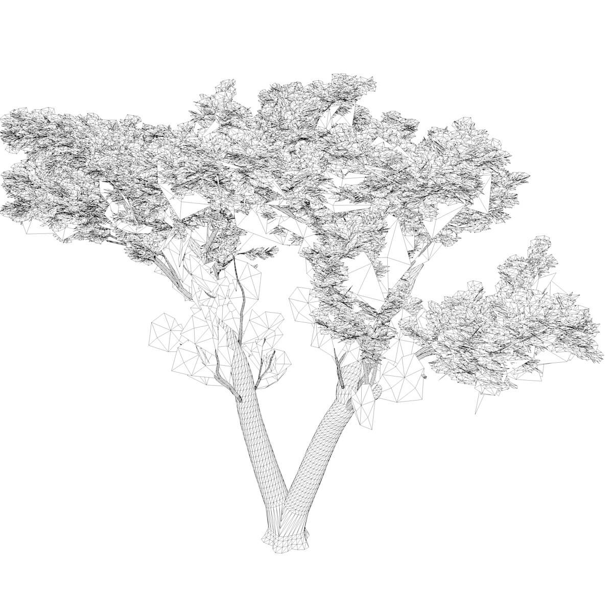 Monterey Cypress Tree Collection by AntonioKowatsch