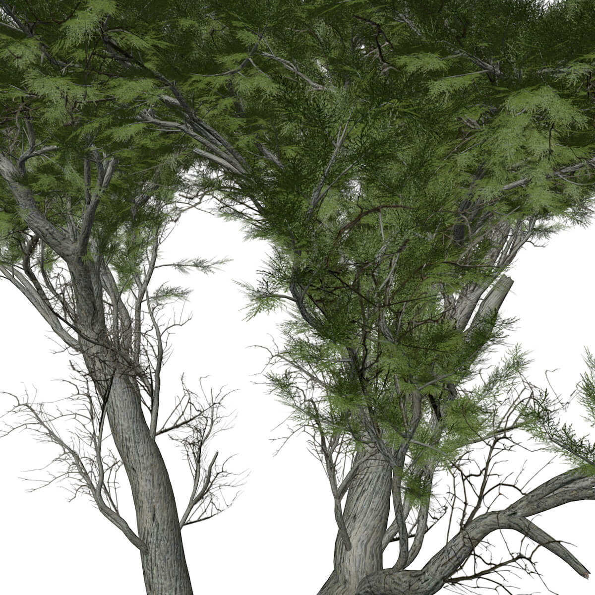 Monterey Cypress Tree Collection by AntonioKowatsch