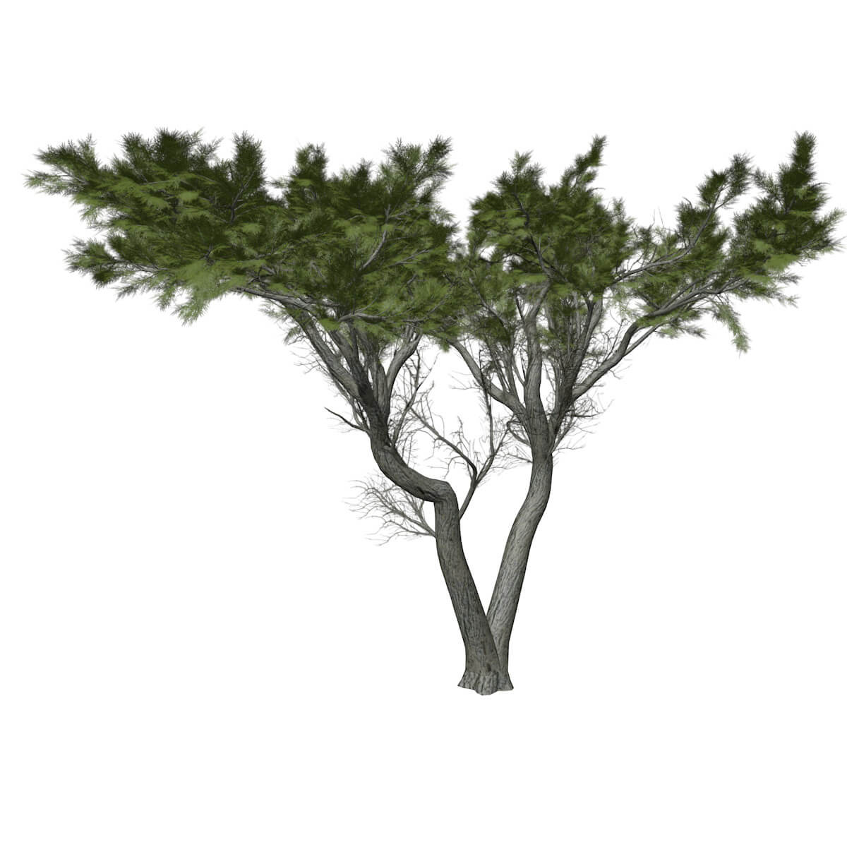Monterey Cypress Tree #02 - 3D Model by AntonioKowatsch