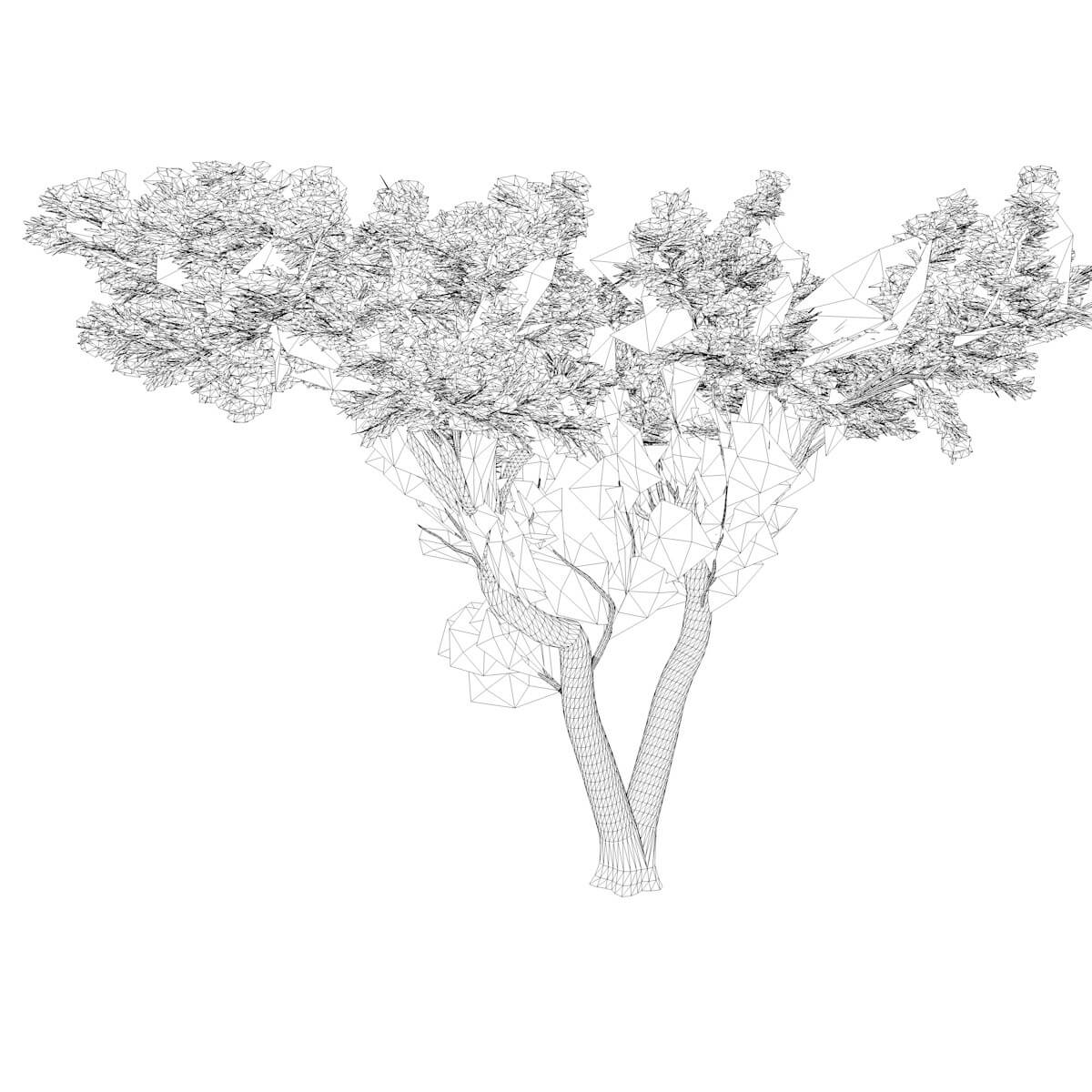 Monterey Cypress Tree Collection by AntonioKowatsch