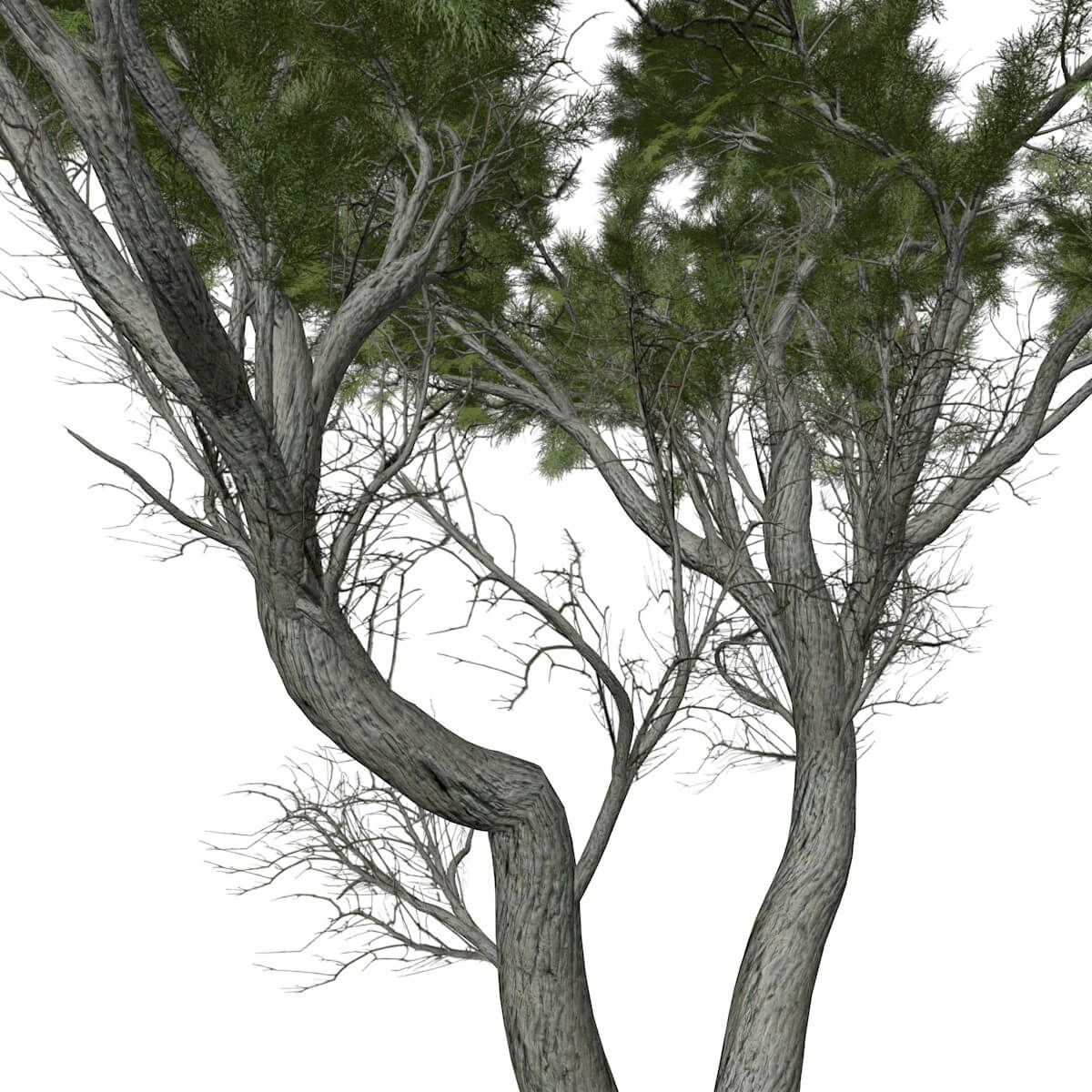 Monterey Cypress Tree #02 - 3D Model by AntonioKowatsch