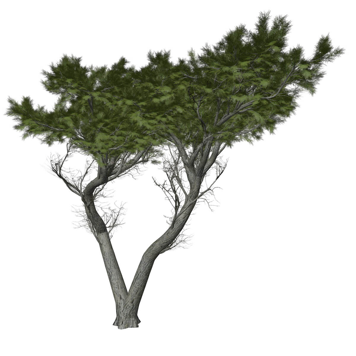 Monterey Cypress Tree Collection by AntonioKowatsch