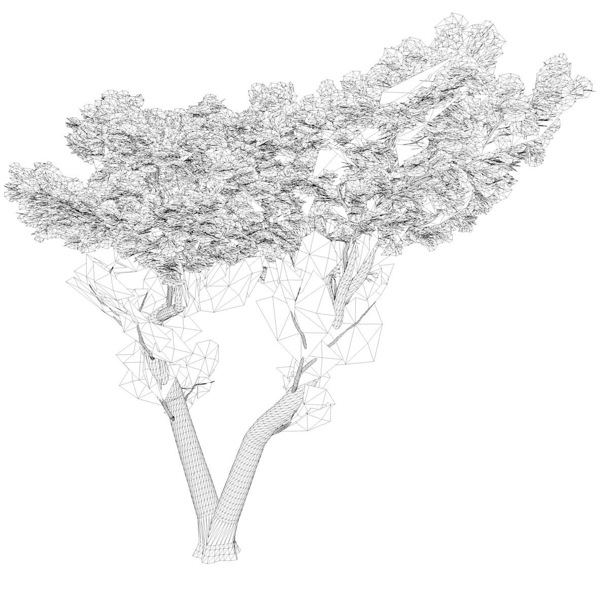 Monterey Cypress Tree Collection by AntonioKowatsch