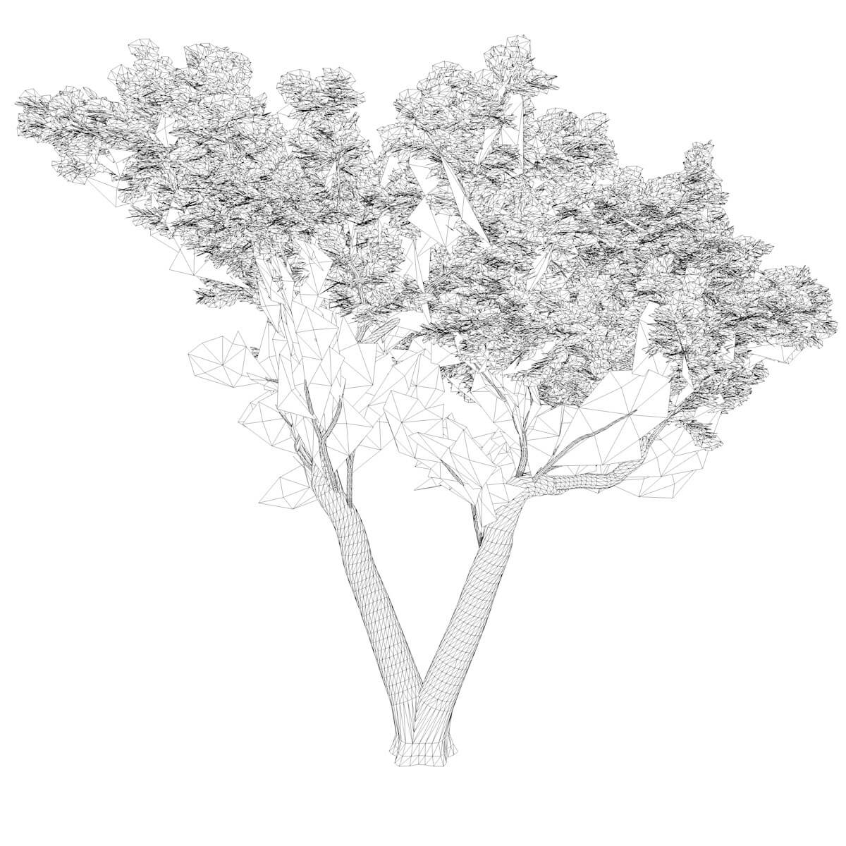 Monterey Cypress Tree Collection by AntonioKowatsch