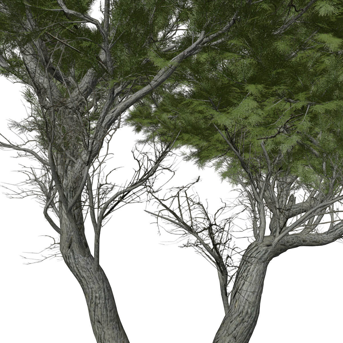 Monterey Cypress Tree Collection by AntonioKowatsch