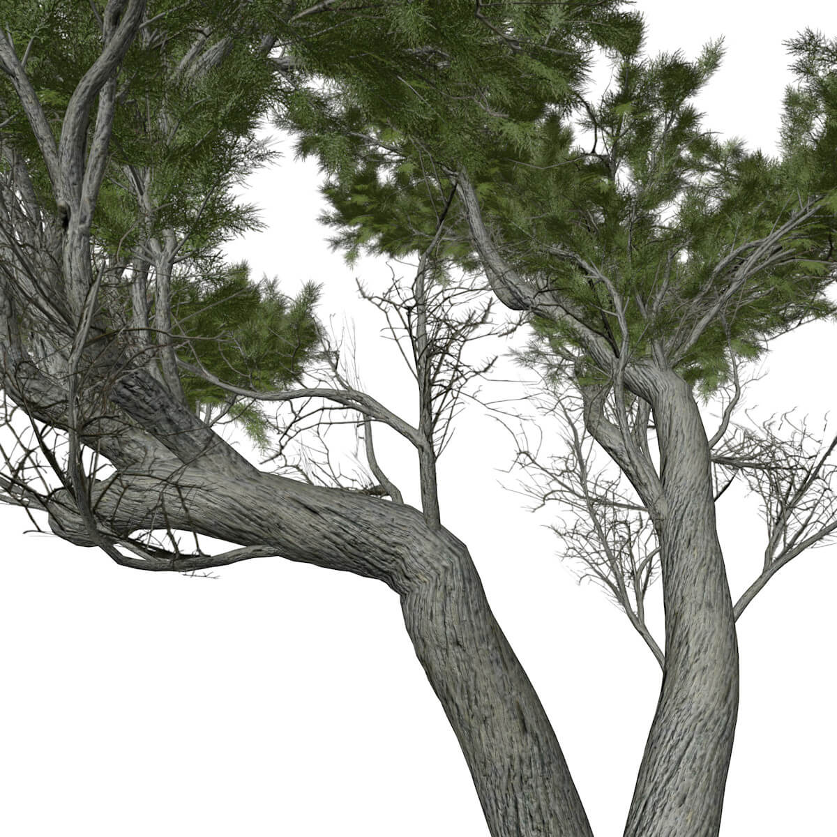 Monterey Cypress Tree Collection by AntonioKowatsch