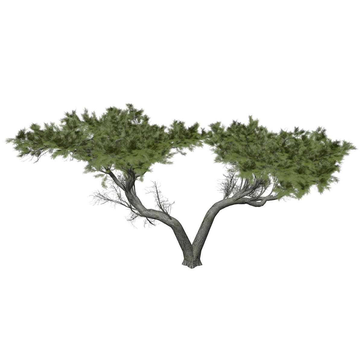 Monterey Cypress Tree Collection by AntonioKowatsch