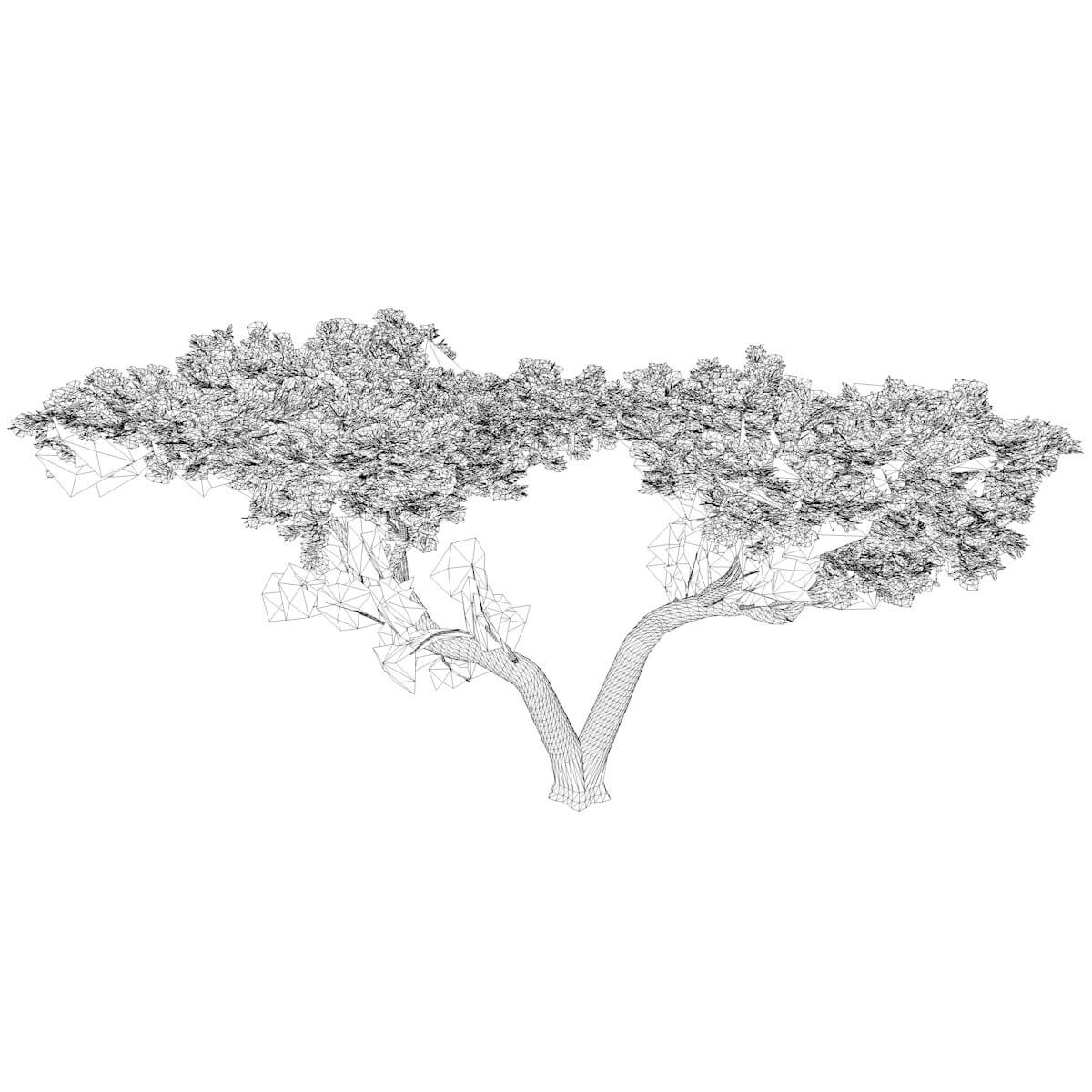 Monterey Cypress Tree #06 - 3D Model by AntonioKowatsch